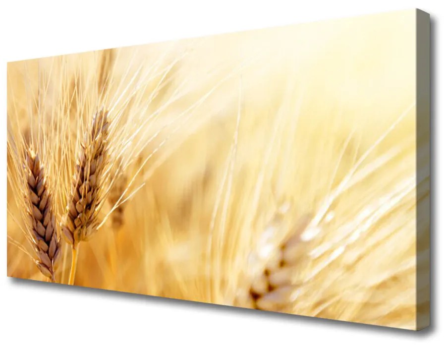 Obraz na plátně Pšenice Rostlina Příroda 100x50cm