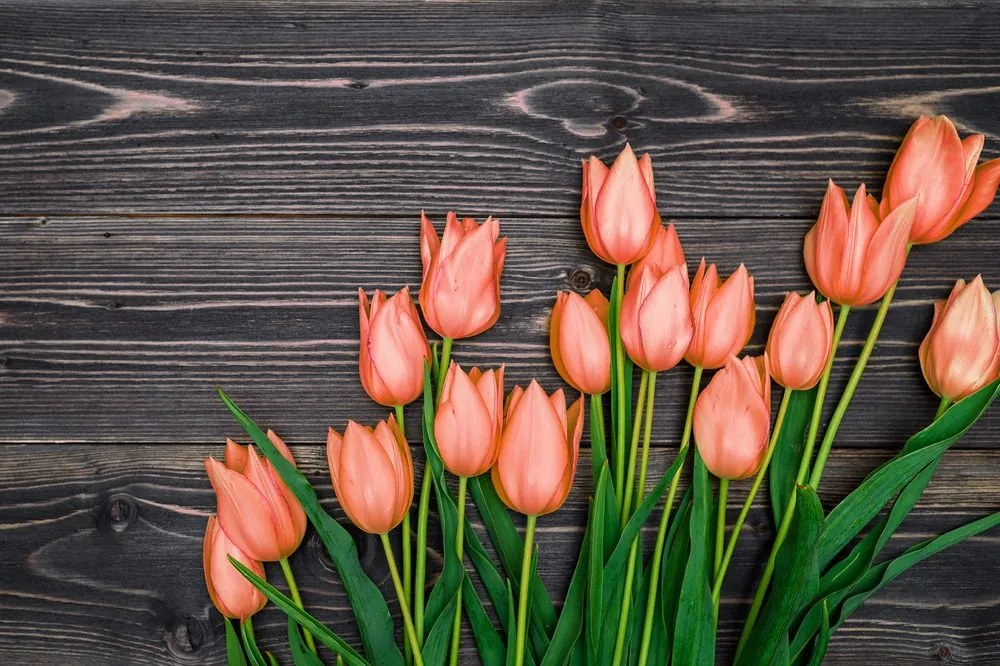 Fototapeta oranžové tulipány na dřevěném podkladu