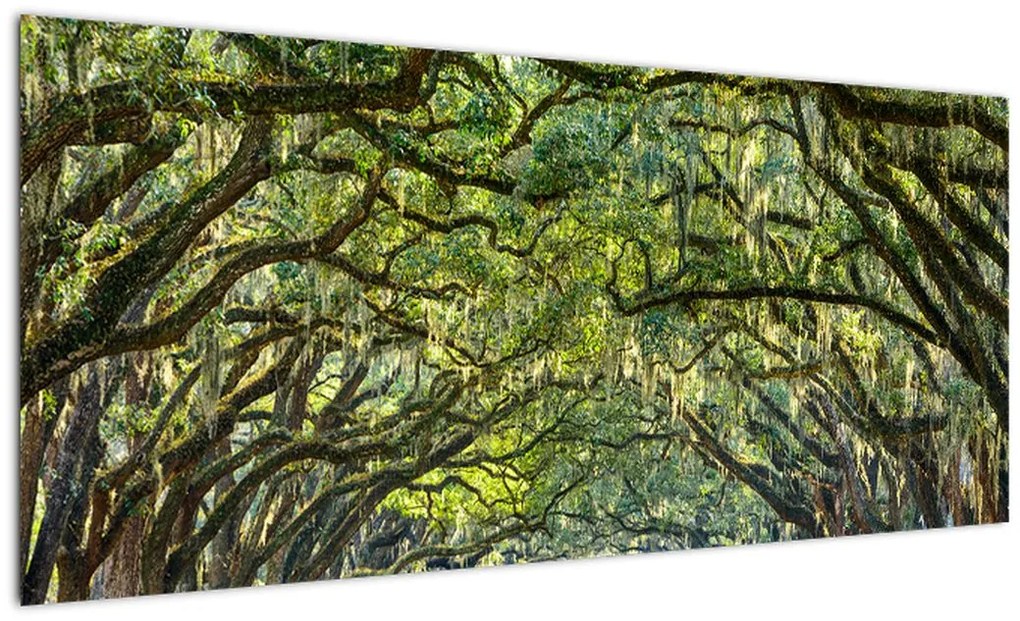 Aleje stromů - obraz (100x40cm)