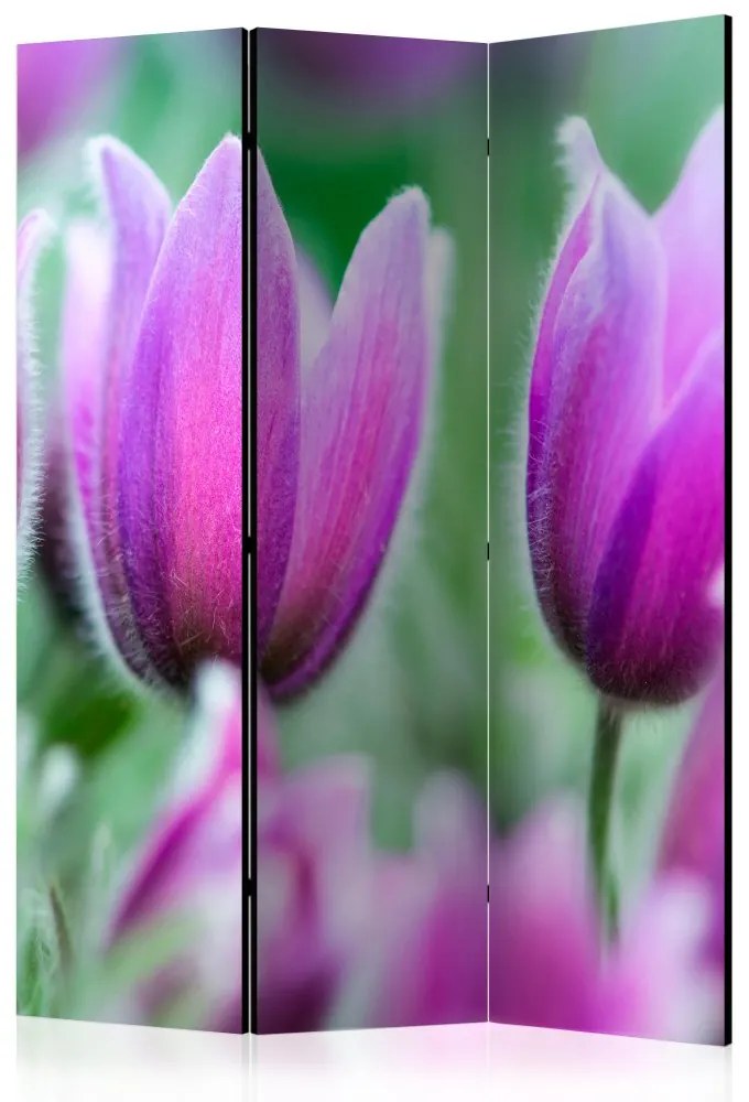 Paraván Purple spring tulips Dekorhome 135x172 cm (3-dílný)