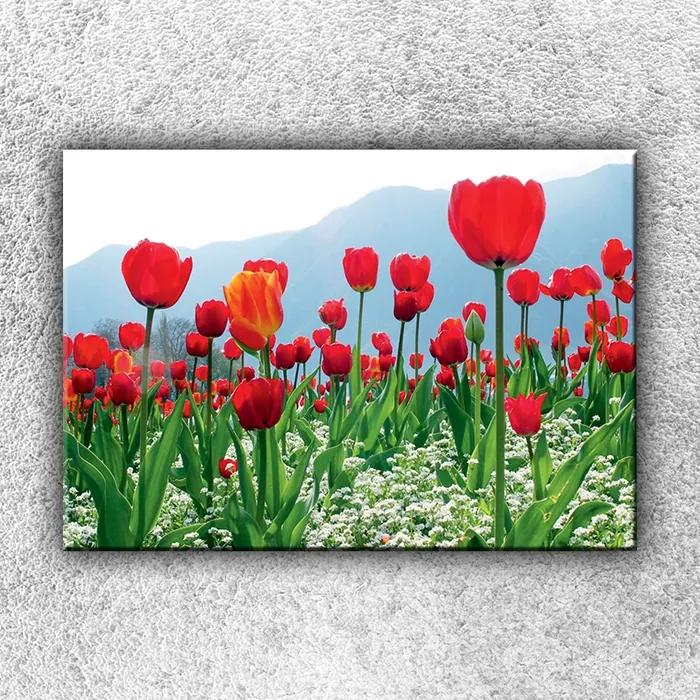 Xdecor Rudé tulipány 1 (50 x 35 cm) - Jednodílný obraz