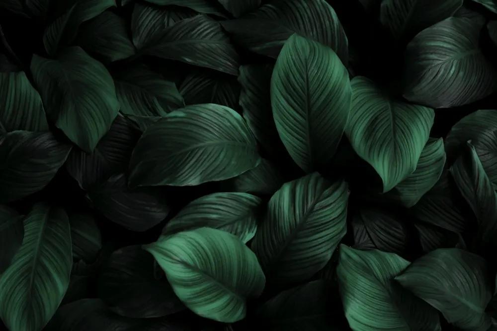 Vícedílný obraz Zelené Listy Na Makro Stupnici Nedostatek Nedostatek Přírodní plátno 60x40