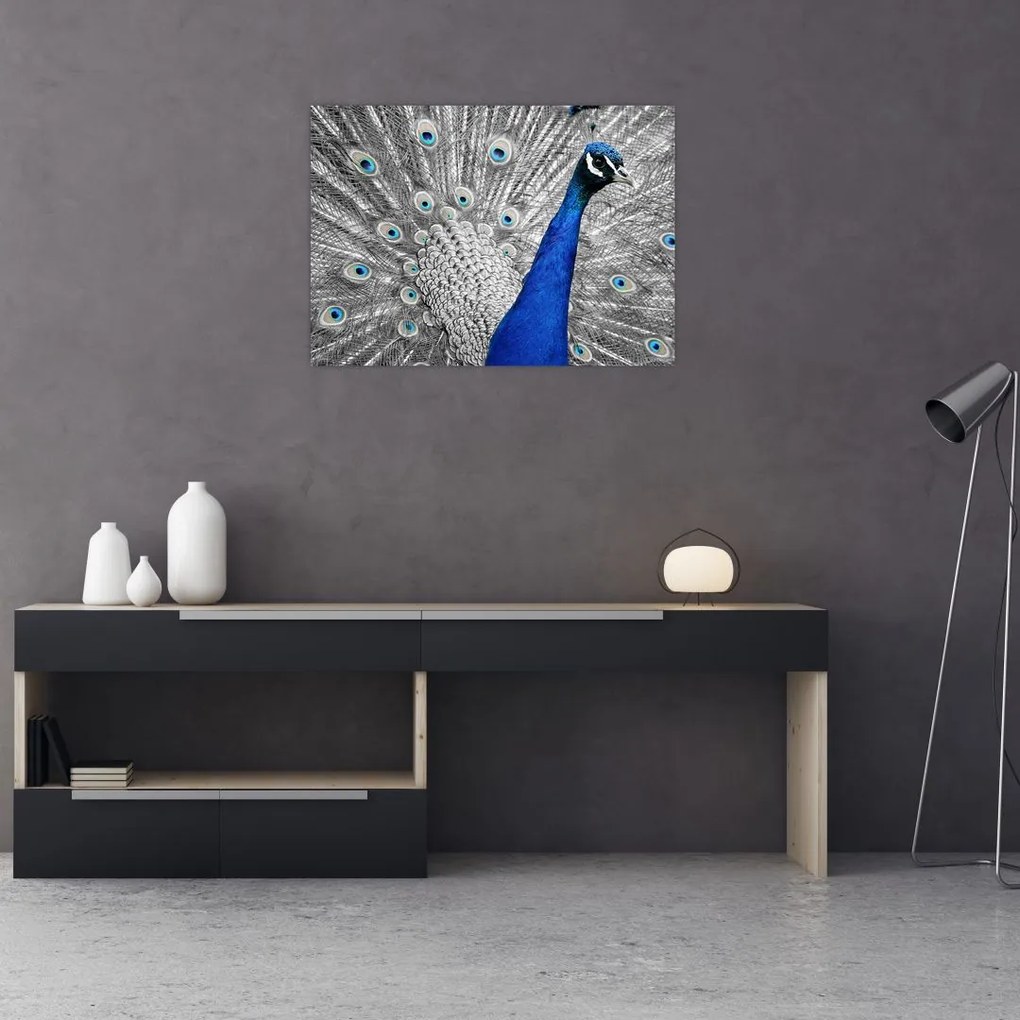 Skleněný obraz - modrý páv (70x50 cm)