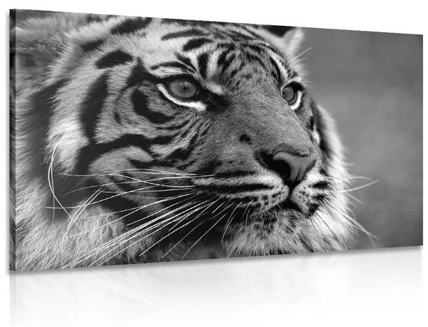 Obraz bengálský tygr v černobílém provedení