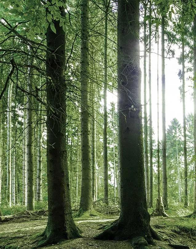 Obraz lesní úsvit III Velikost (šířka x výška): 150x70 cm