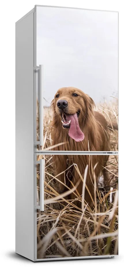 Wallmuralia Nálepka fototapeta lednička Golden retriever 60x180 cm