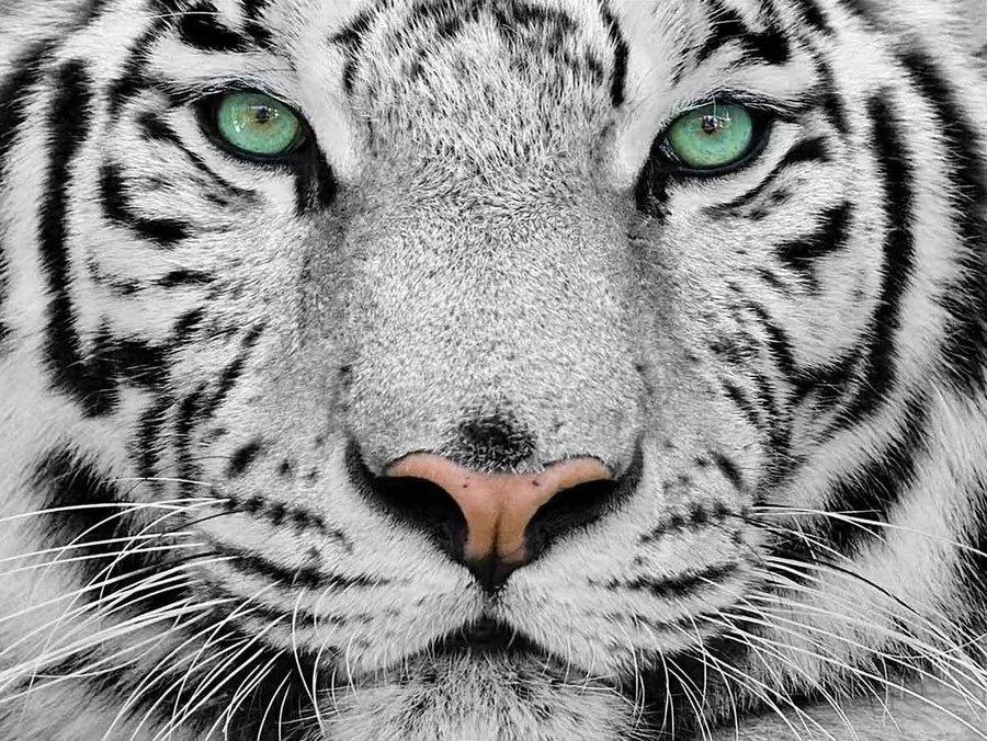 Postershop Obraz na plátně: Bílý tygr - 75x100 cm
