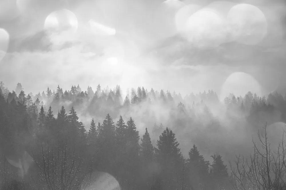 Samolepící fototapeta černobílá mlha nad lesem - 225x270