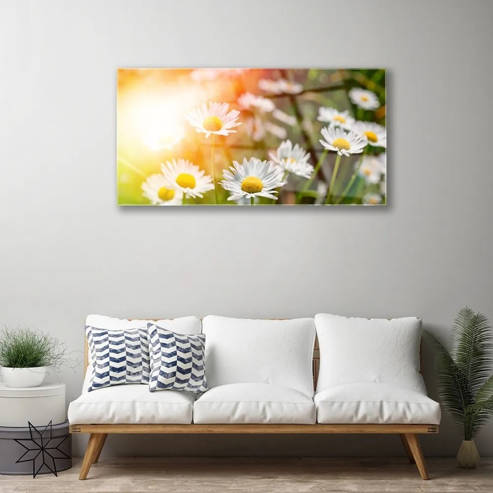 Obraz na skle Sedmikrásky Květiny Paprsky 140x70 cm