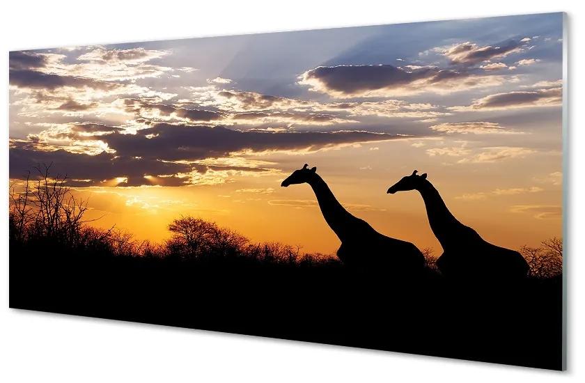 Obraz na skle Žirafy strom mraky 125x50 cm
