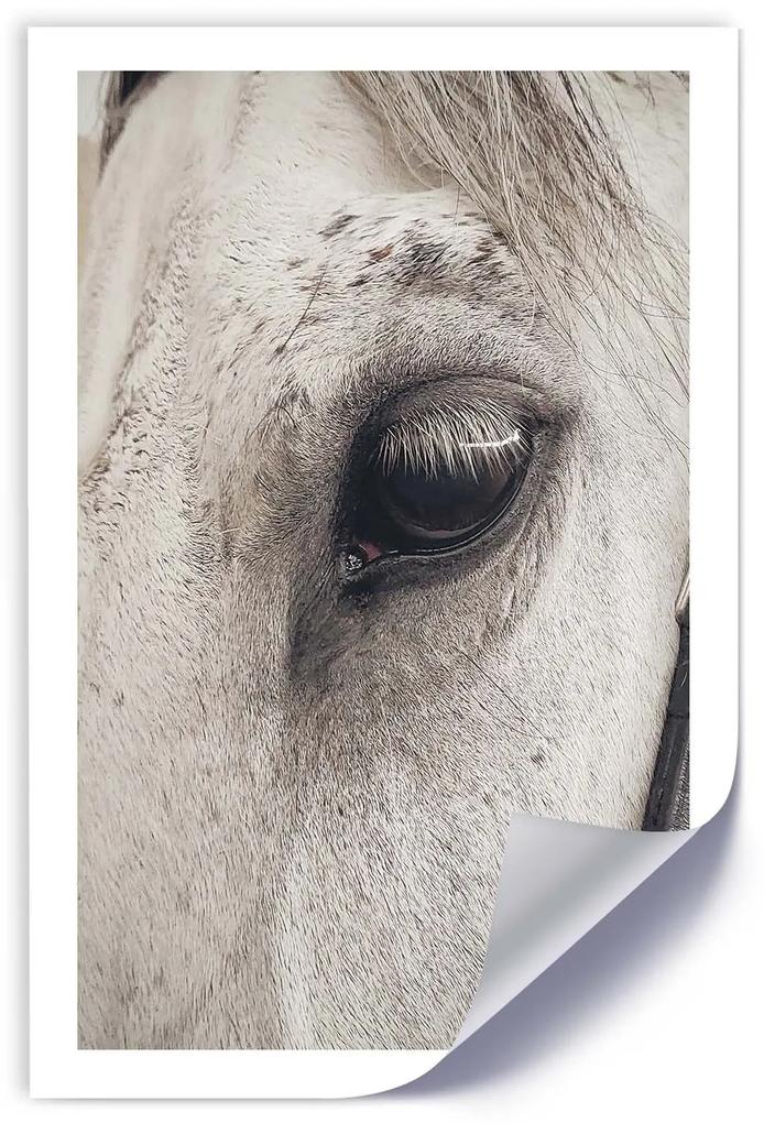 Gario Plakát Oko koně v detailním záběru Barva rámu: Bez rámu, Rozměry: 20 x 30 cm