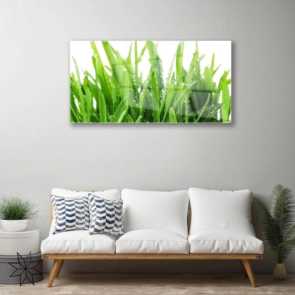 Obraz na skle Tráva Rostlina 140x70 cm
