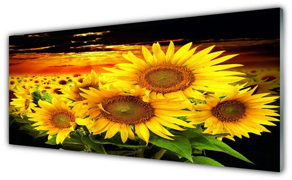 akrylový obraz Slunečnice Květ Rostlina 125x50 cm