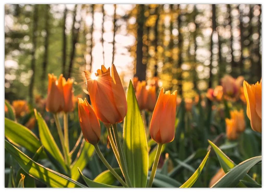 Skleněný obraz - oranžové tulipány (70x50 cm)