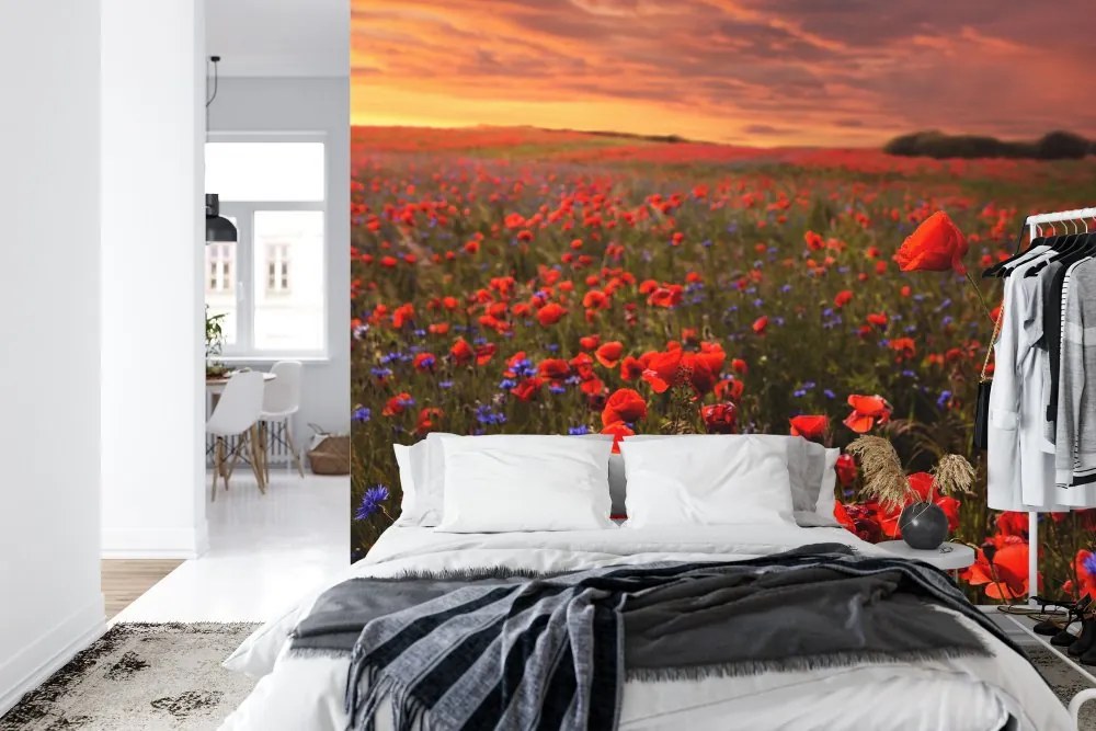 Fototapeta Poppy Field Hladký vinyl 254x184