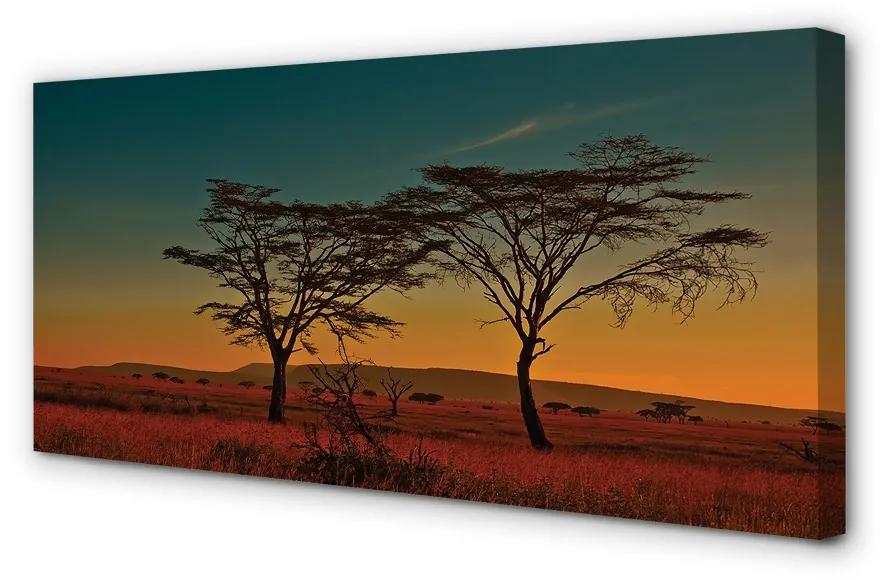 Obrazy na plátně oblohy stromu 100x50 cm