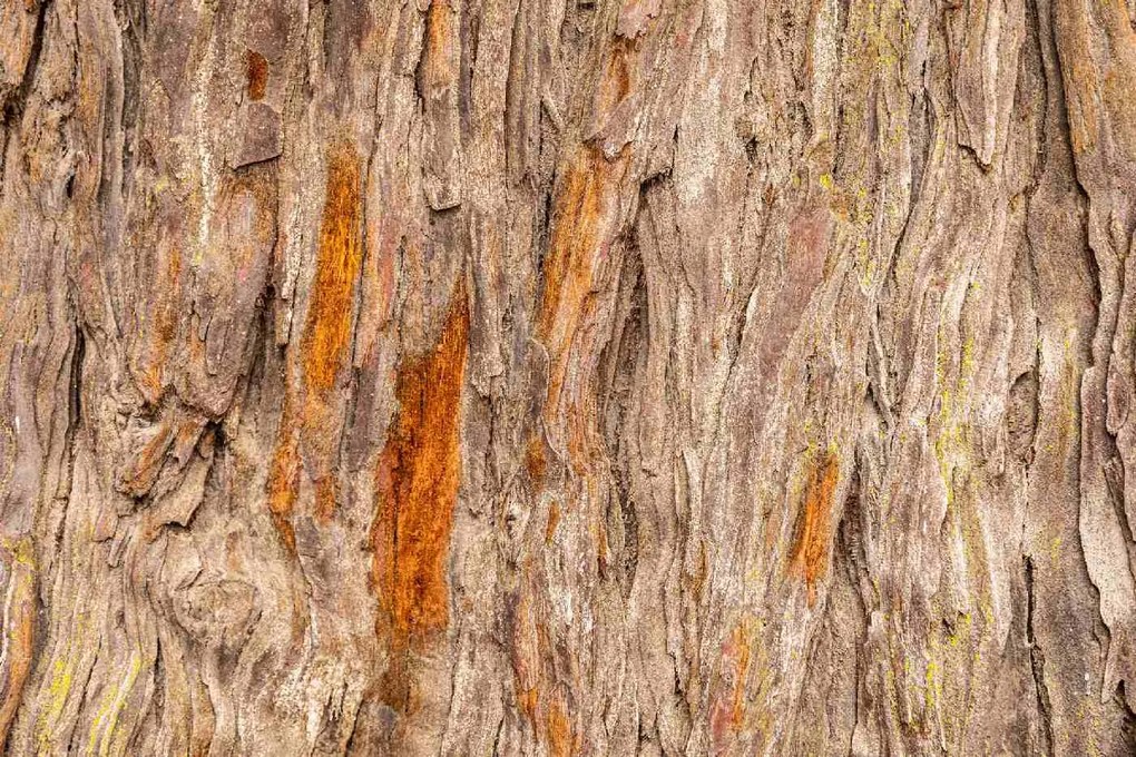 DIMEX | Samolepicí vliesová fototapeta na zeď Textura starého stromu MA-5-2335 | 375 x 250 cm | hnědá