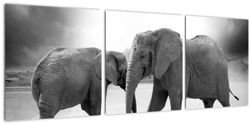 Obraz - černobílí sloni (90x30 cm), 40 dalších rozměrů