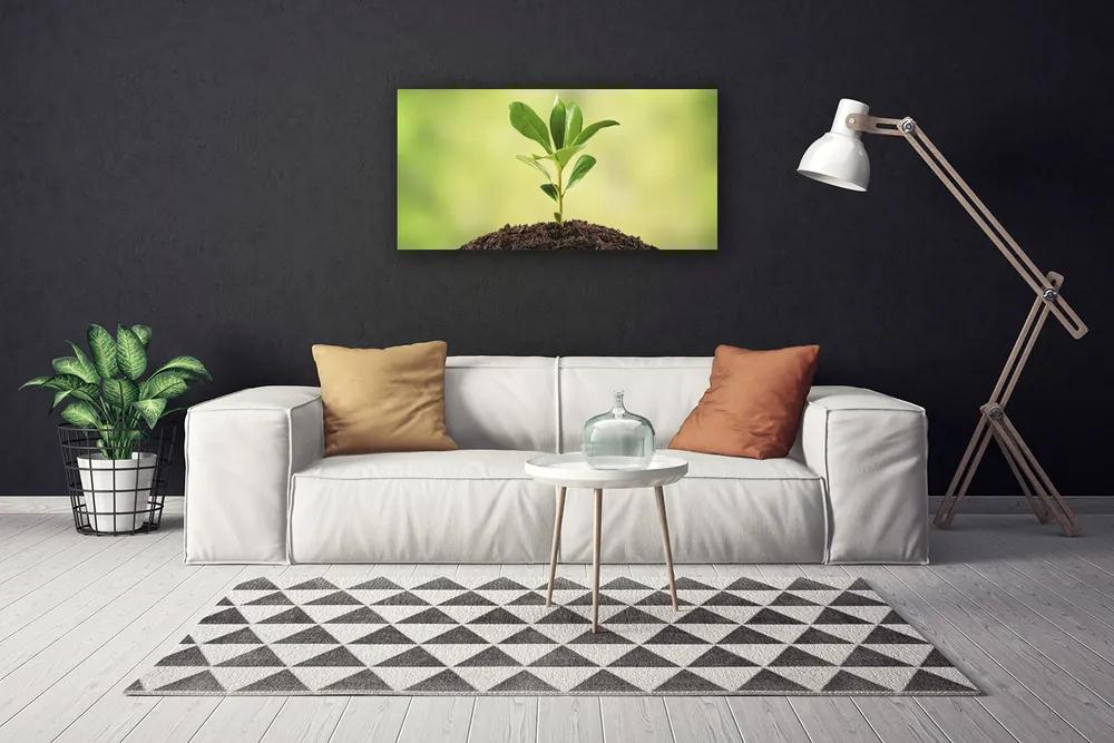 Obraz na plátně Půda Rostlina Růst 100x50 cm