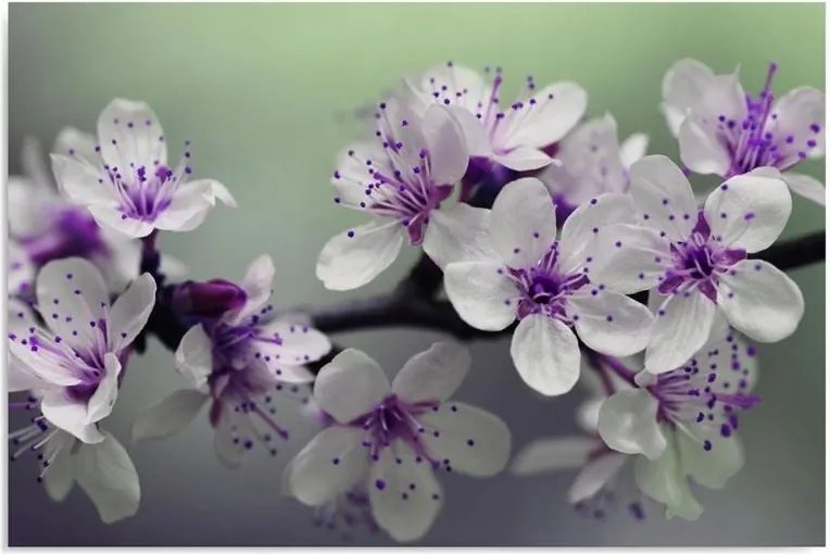 Obraz level Plátno Canvas Květiny stromů 14 40x30