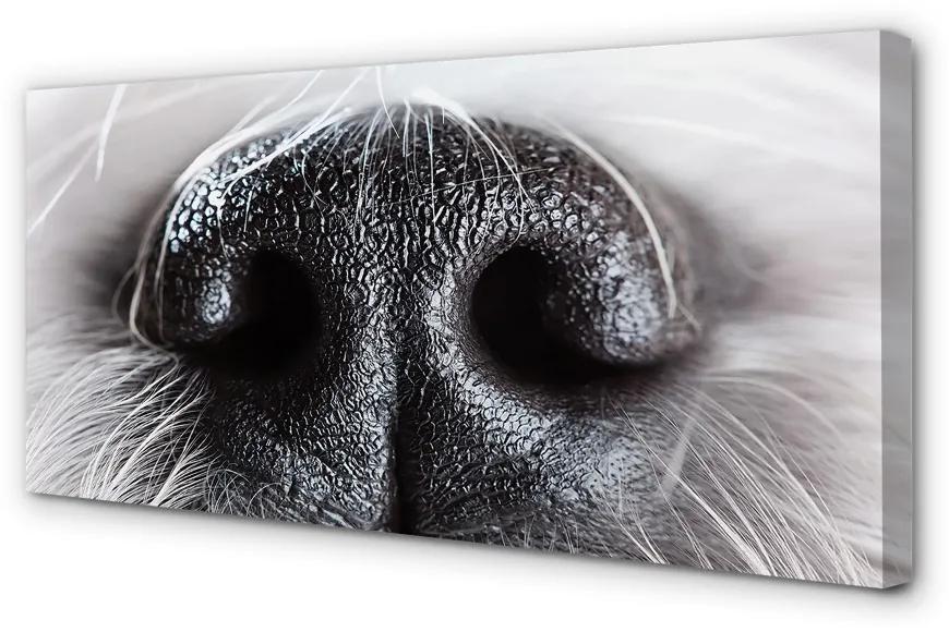 Obrazy na plátně psí čumák 120x60 cm