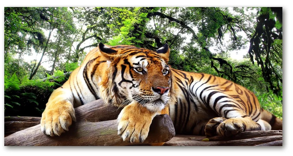 Foto obraz sklo tvrzené Tygr na skále