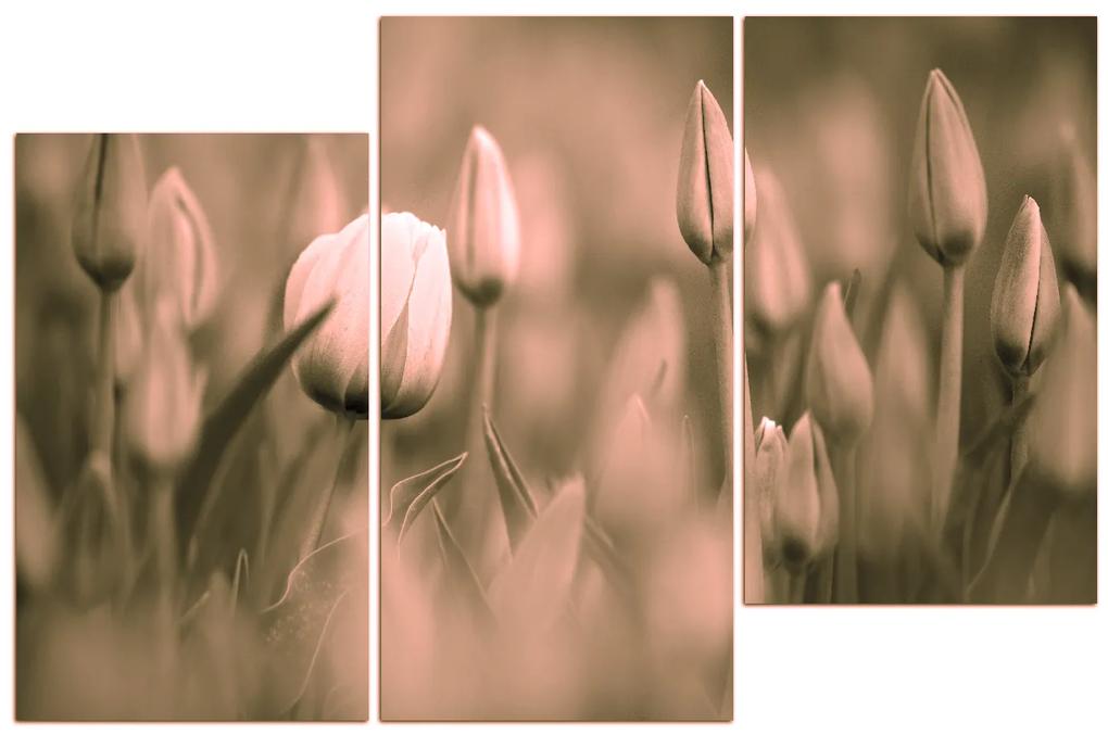Obraz na plátně - Tulipán kvetoucí 101FD (135x90 cm)