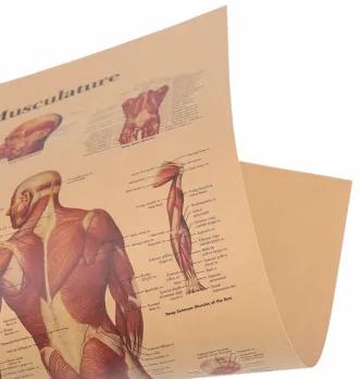 Plakát Anatomie člověka, svaly, č.293 , 42 x 30 cm