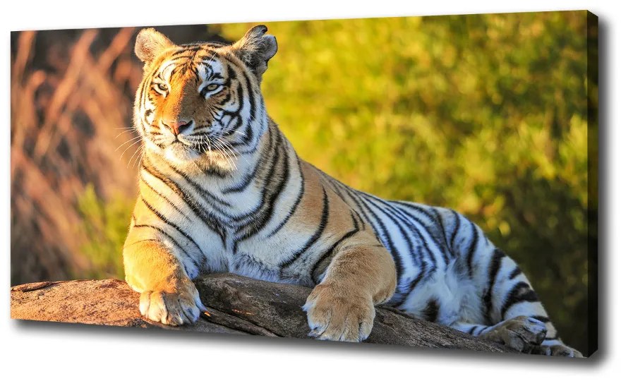 Wallmuralia Foto obraz na plátně Portrét tygra 100x50