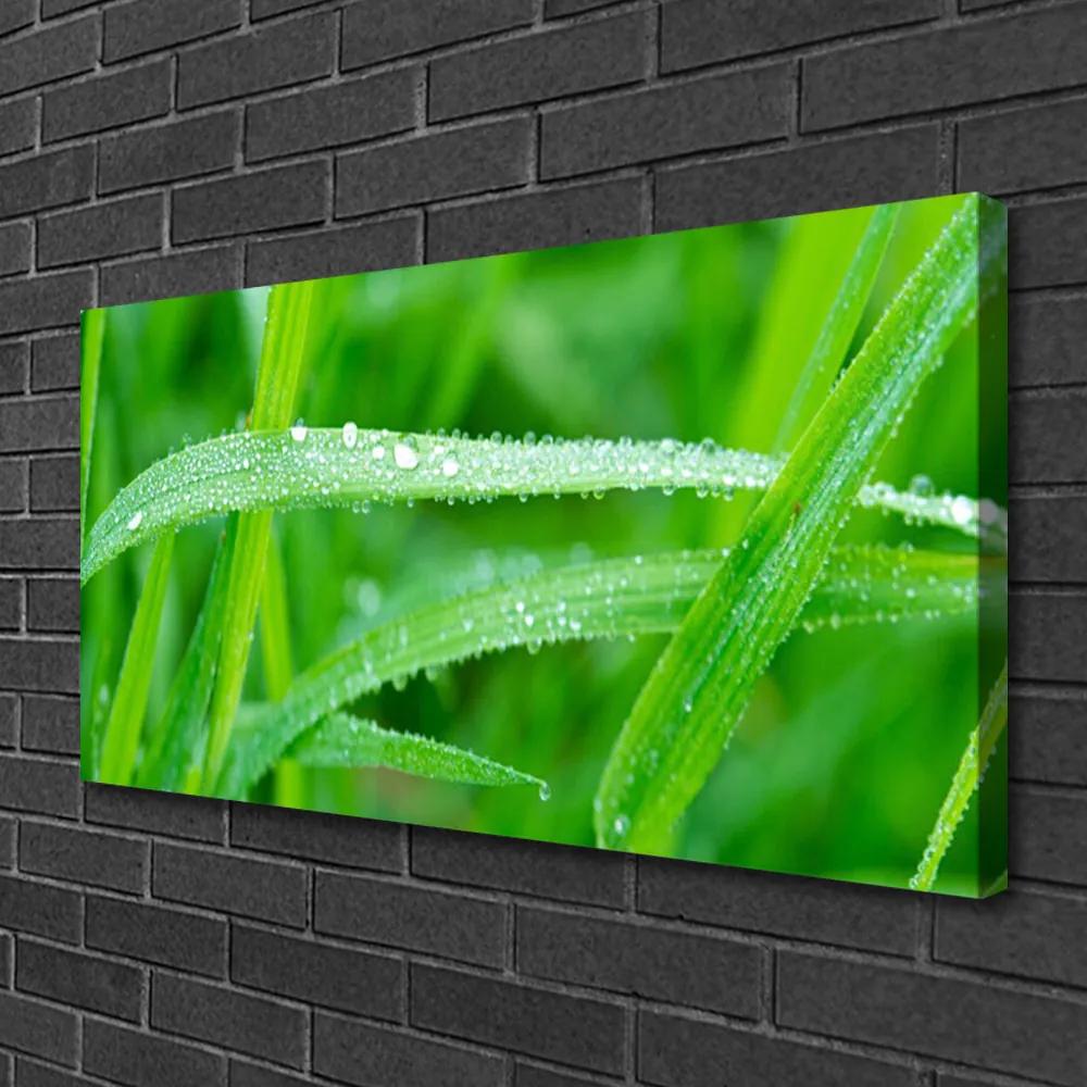 Obraz na plátně Listy Kapky Rosy Příroda 125x50 cm