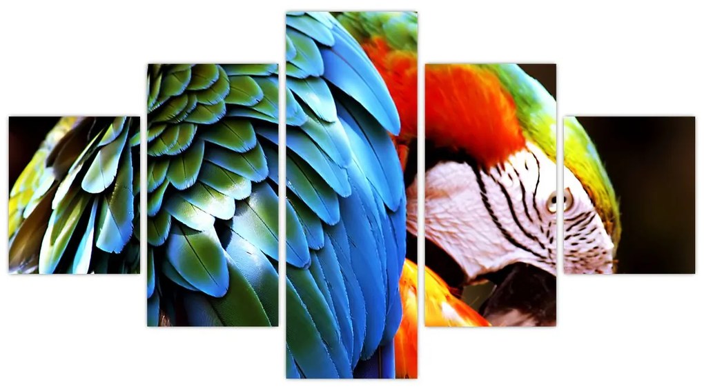 Obraz - Papoušek (125x70 cm)