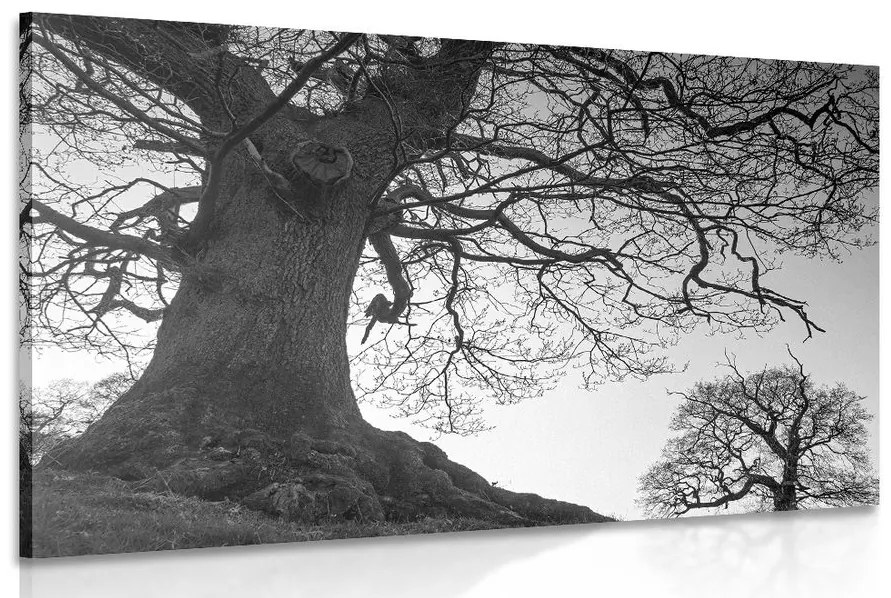 Obraz symbióza stromů v černobílém provedení Varianta: 120x80
