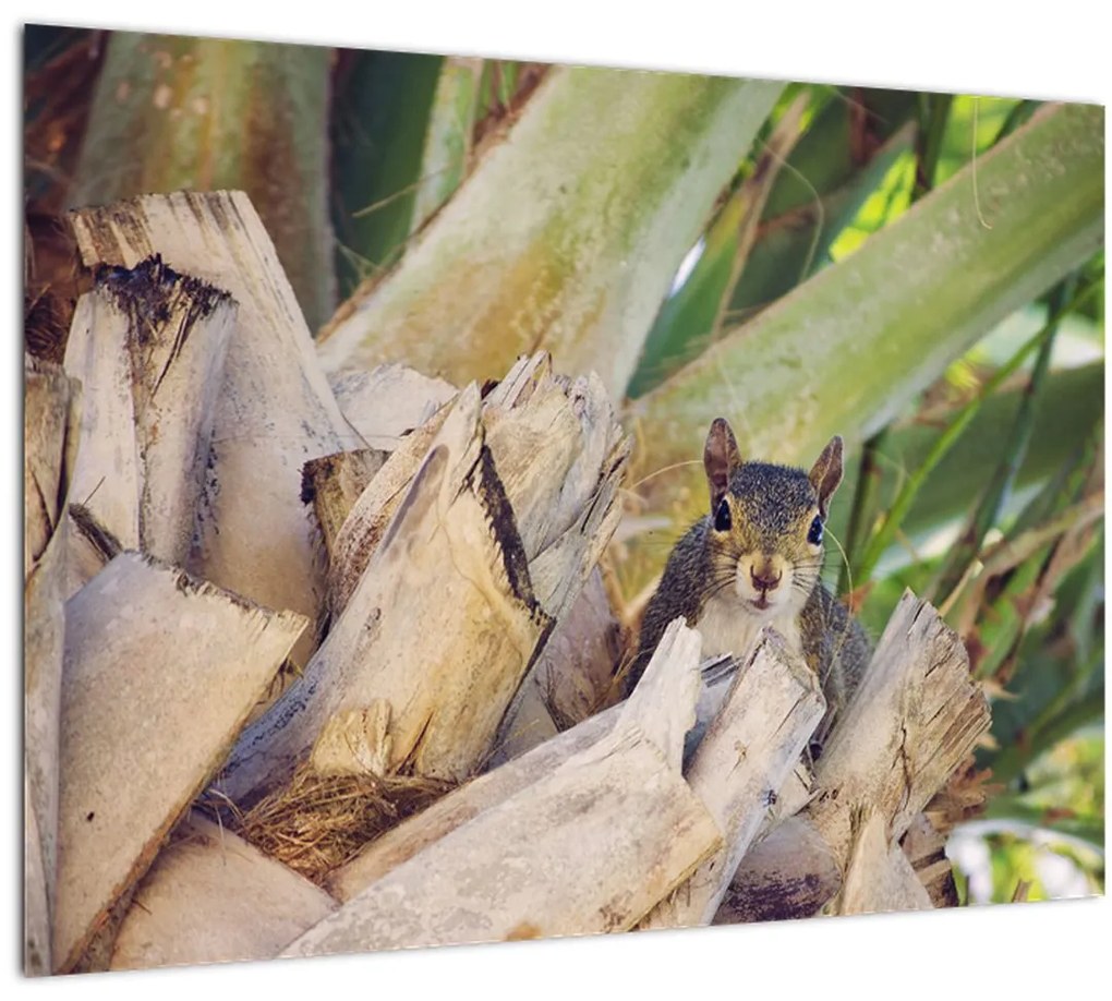 Skleněný obraz veverky na stromu (70x50 cm)