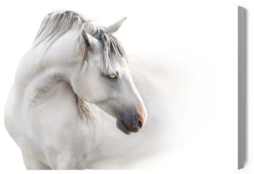 Obraz Bílý Kůň V Mlze Nedostatek Nedostatek Přírodní plátno 70x50