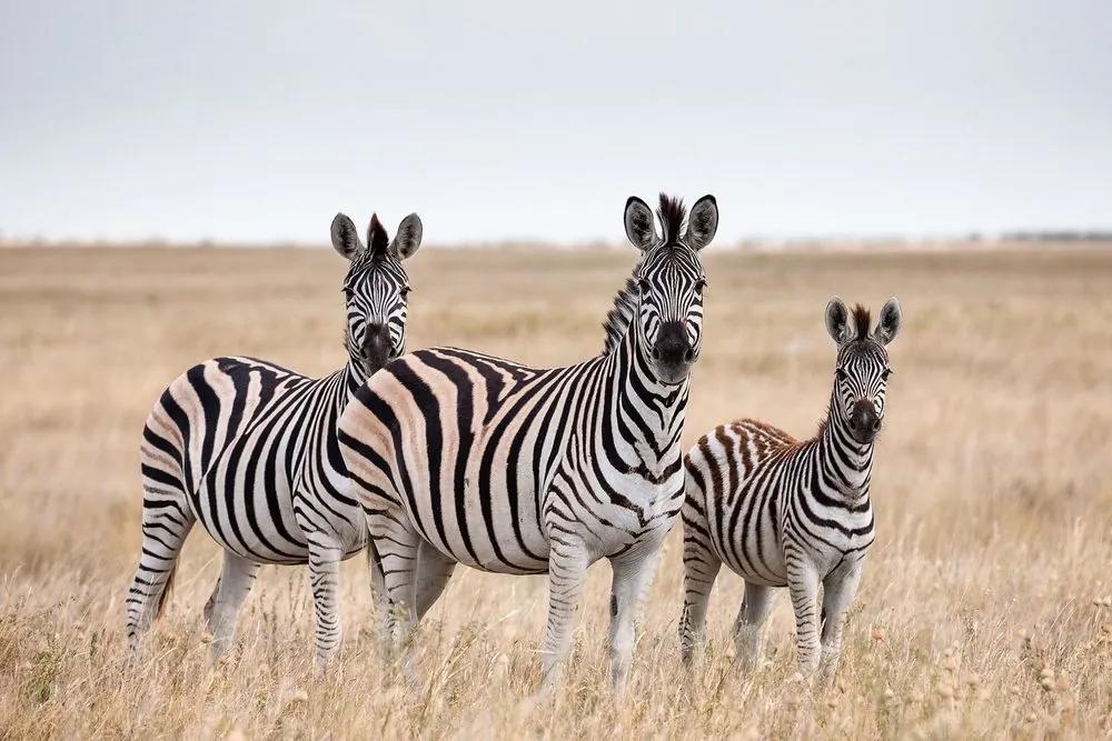 Obraz tři zebry v savaně - 90x60 cm