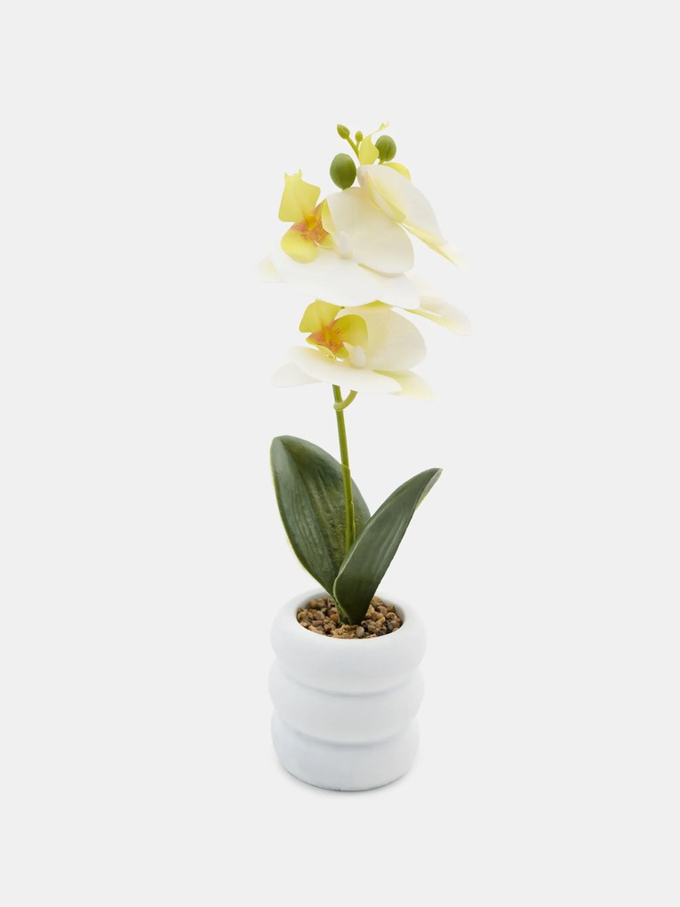 Sinsay - Dekorativní rostlina v květináči – orchidej - bílá