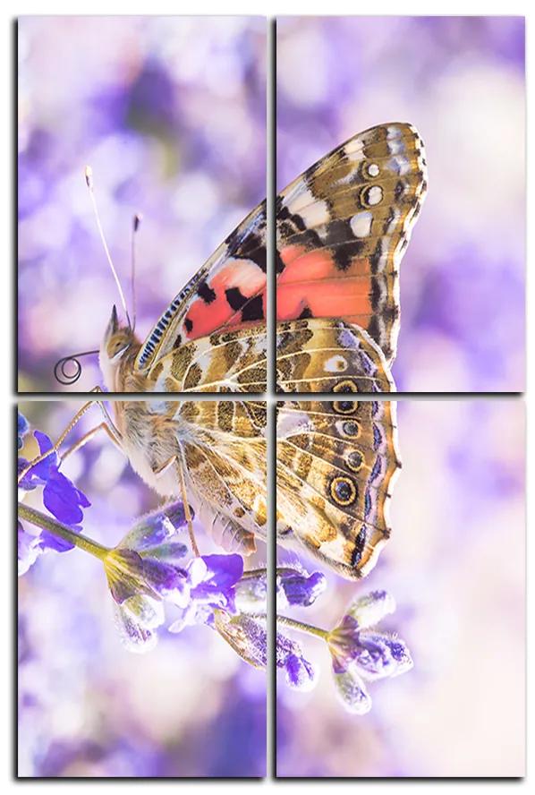 Obraz na plátně - Motýl na levandule - obdélník 7221E (120x80 cm)