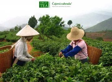 Čajová zahrada Plakát Česačky čaje