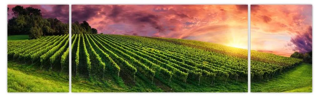 Obraz vinohradu s barevným nebem (170x50 cm)