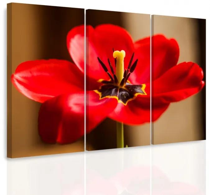 Malvis ® Vícedílný obraz - Červený tulipán Velikost: 120x80 cm