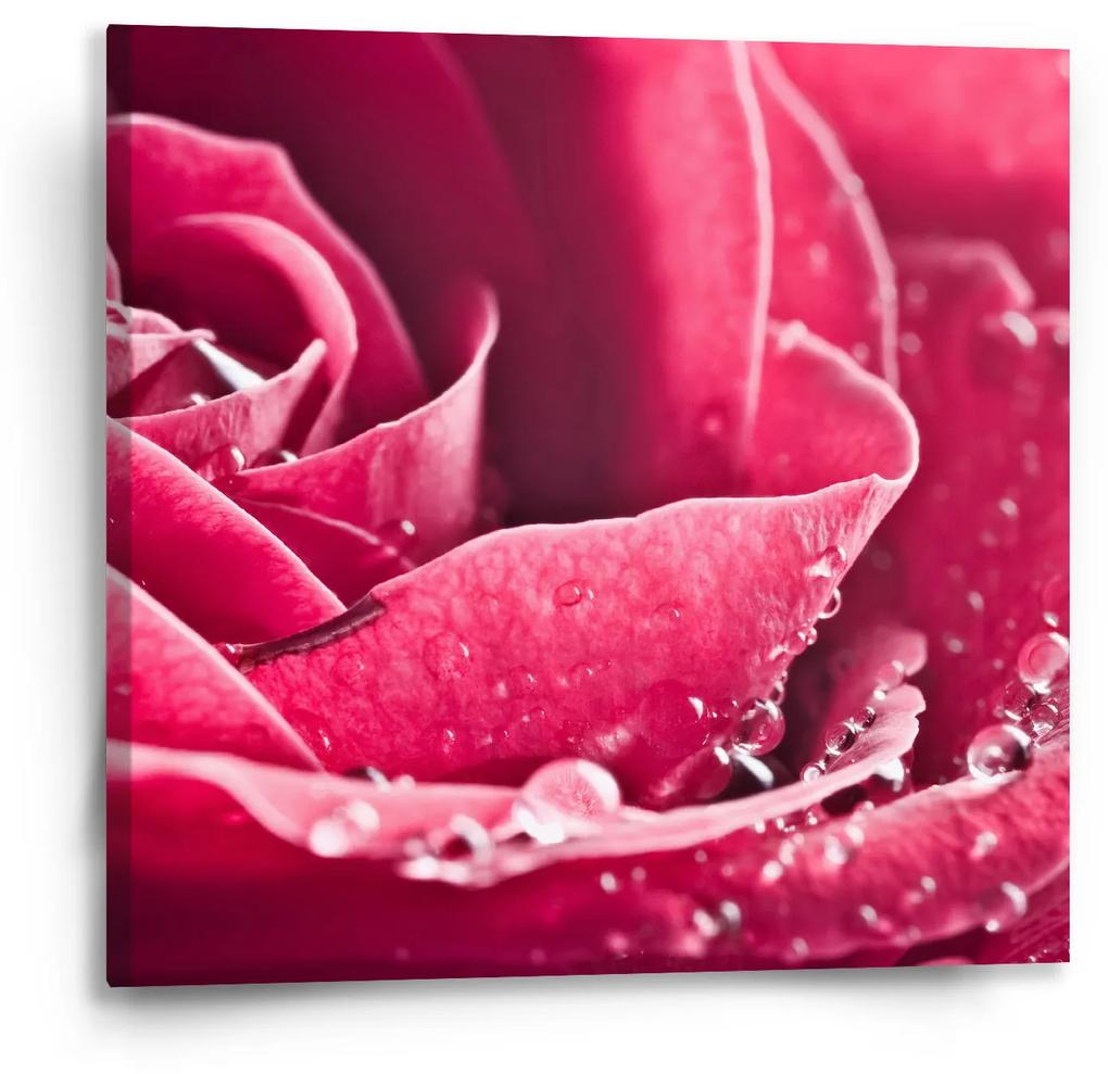 Obraz SABLIO - Detail růže 50x50 cm
