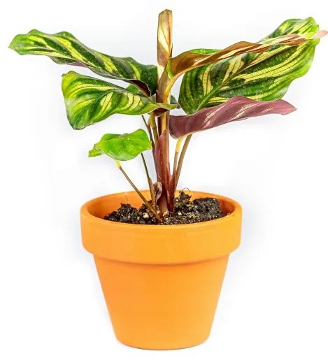 Pokojová rostlina Calathea makoyana, průměr 6-7 cm