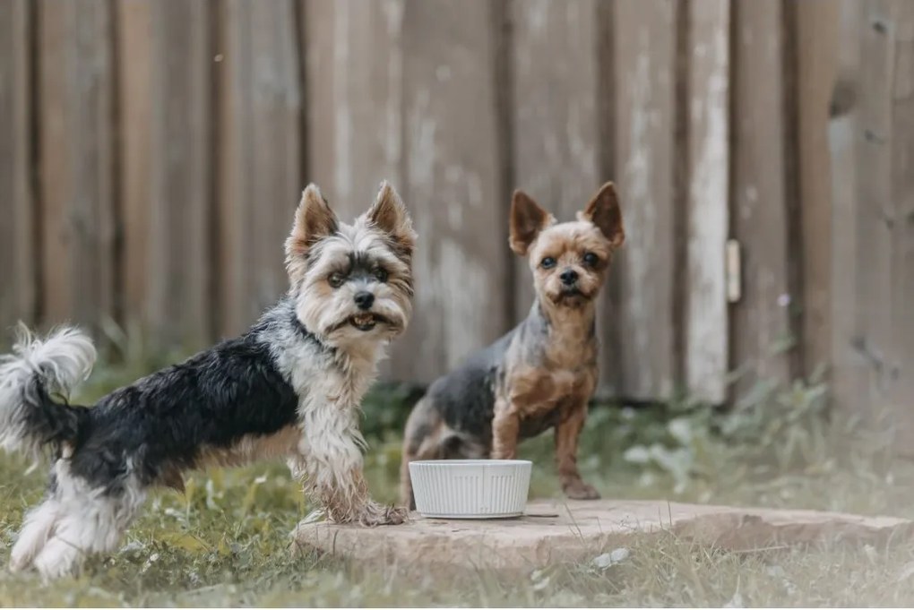 PINO PETS Miska pro psy PINO | jednobarevné provedení Seal Grey | objem 50 / 200 cl | různé velikosti Velikost: L
