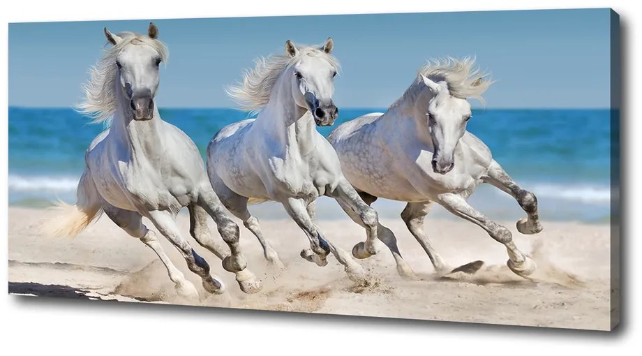 Wallmuralia Foto obraz na plátně Bílí koně pláž 125x50 cm