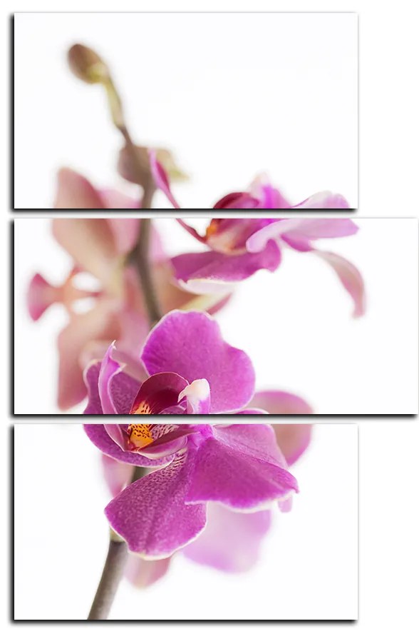 Obraz na plátně - Orchidej květ izolována na bílém pozadí - obdélník 7222D (90x60 cm)