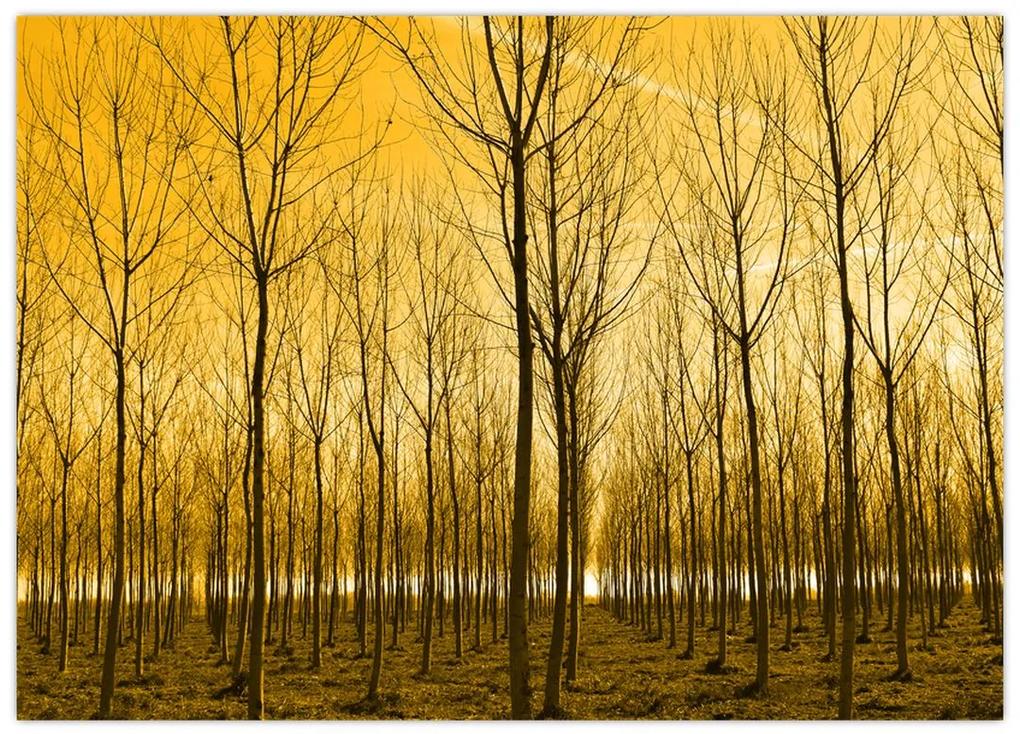 Skleněný obraz lesa při západu slunce (70x50 cm)