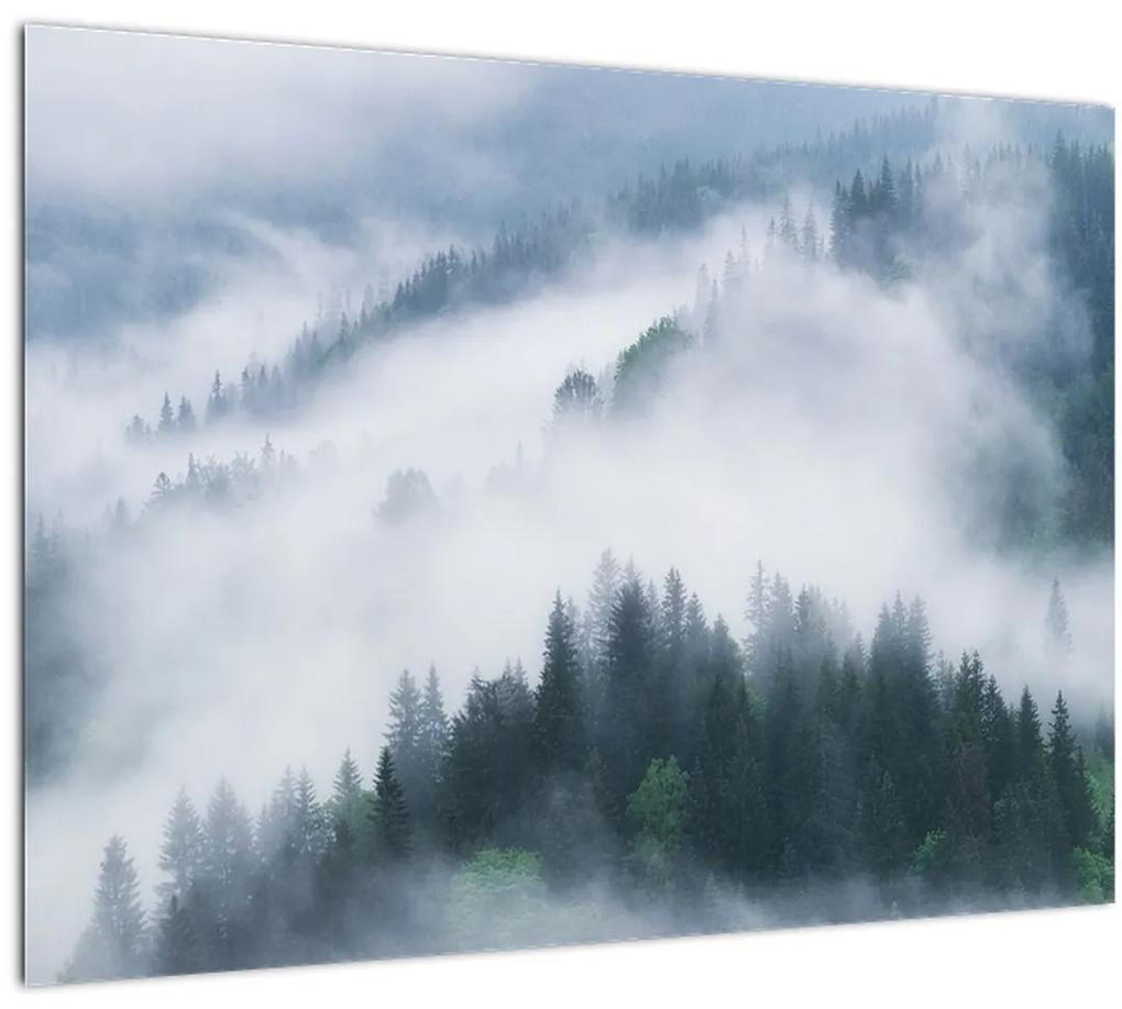 Skleněný obraz - Stromy v mlze (70x50 cm)