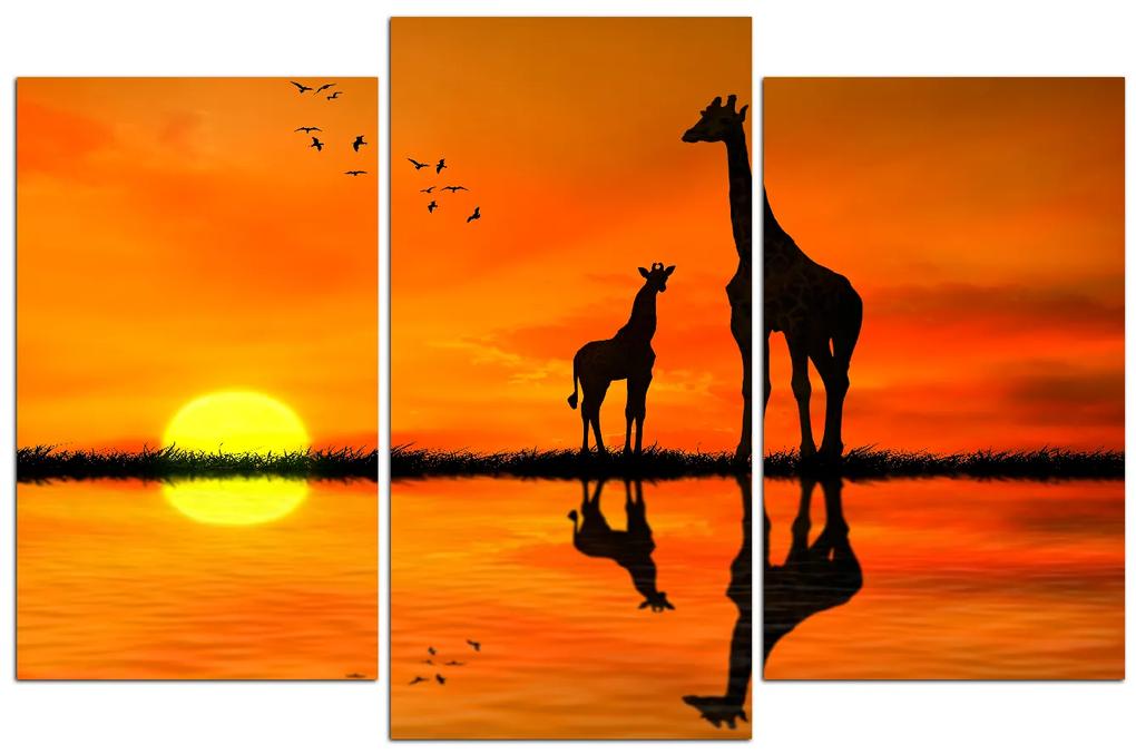 Obraz na plátně - Žirafy silueta 1919C (105x70 cm)
