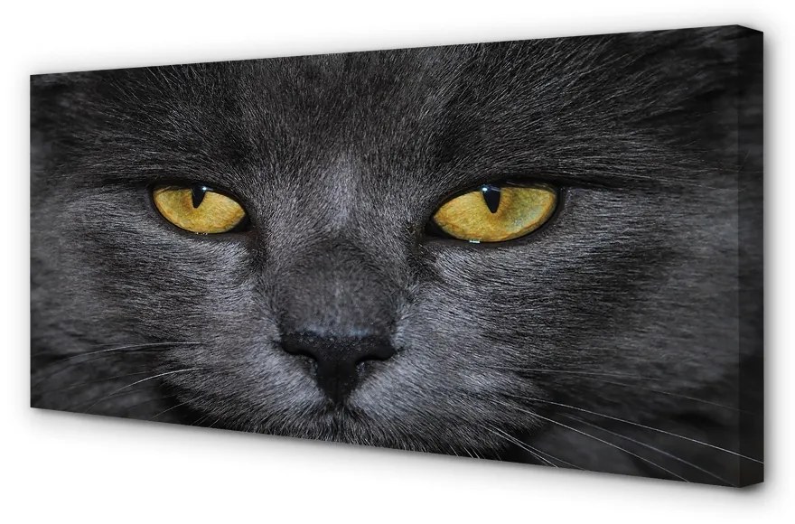 Obrazy na plátně Černá kočka 100x50 cm