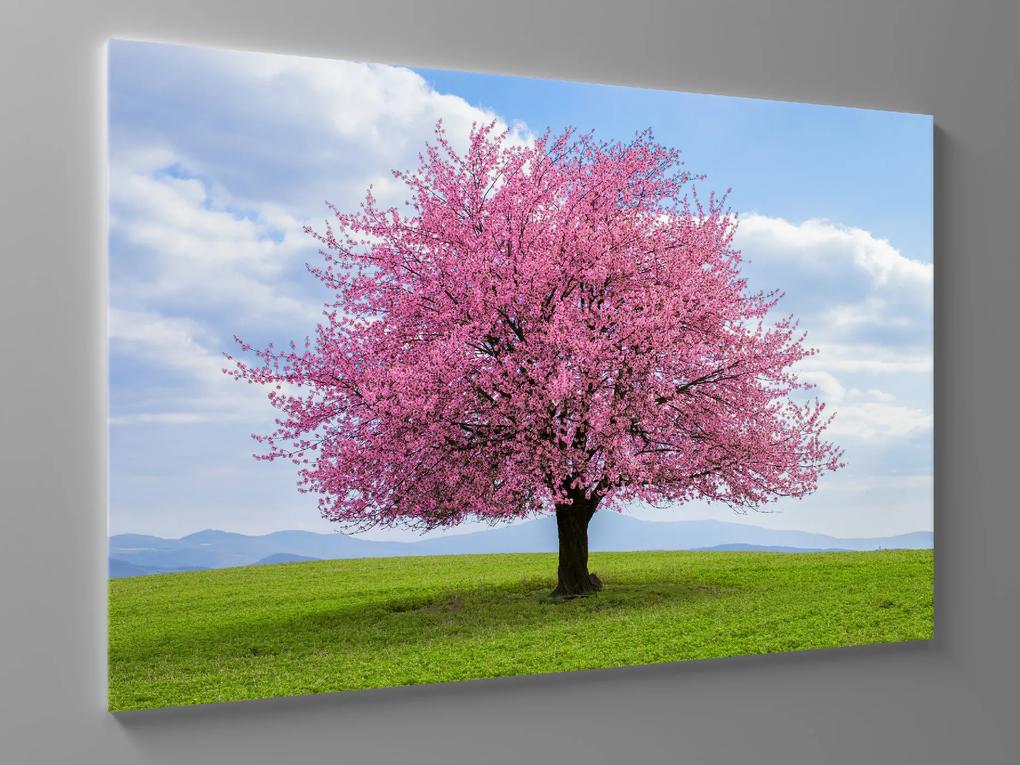 Liox Obraz růžový kvetoucí strom Rozměr: 150 x 100 cm
